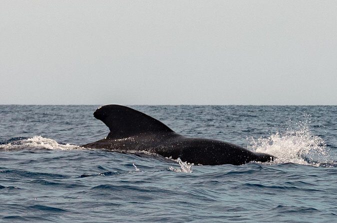 Marine Safari in La Ventana - Who Should Consider This Tour?