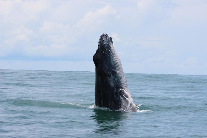 Marine Tour Combo Marino Ballena National Park - Key Points