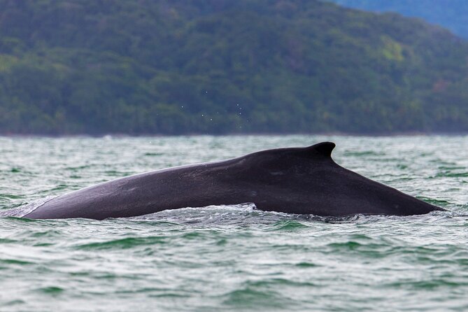 Marine Tour Combo Marino Ballena National Park - Anticipated Wildlife Sightings