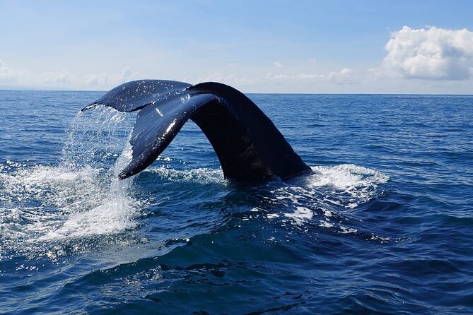 Marine Tour Combo Marino Ballena National Park - Booking and Cancellation Policy