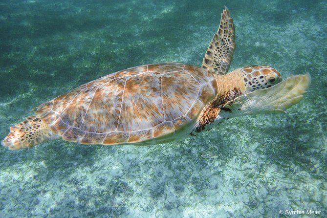 Marine Turtle Snorkeling Private Tour - An Authentic Look at the Tour Experience