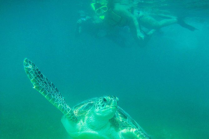 Marine Turtle Snorkeling Private Tour - Final Thoughts