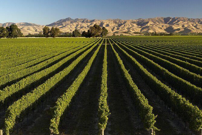 Marlborough Afternoon Wine Tour with Tastings - Key Points