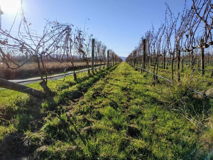 Marlborough: Blenheim Half day Wine Tour; Wine Only - Key Points