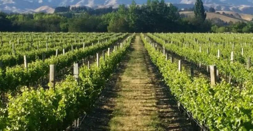 Marlborough Full Day Wine Tour - An In-Depth Look at the Marlborough Full Day Wine Tour