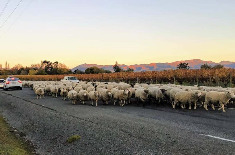 Marlborough: Full-Day Wine Tour - Afternoon Tastings and Return