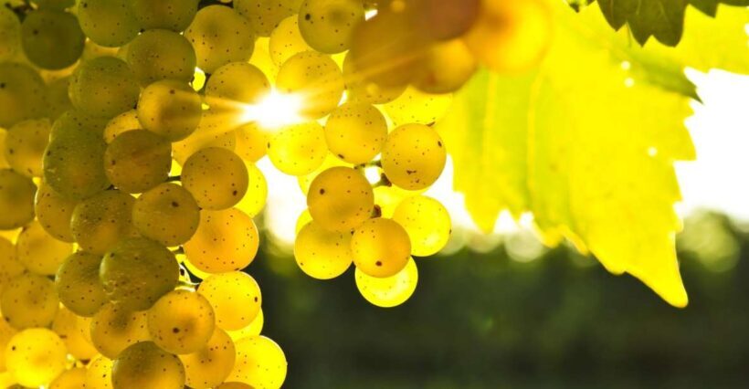 Marlborough Half-Day Wine Tour from Blenheim - Wines & Tastings: What You’ll Experience