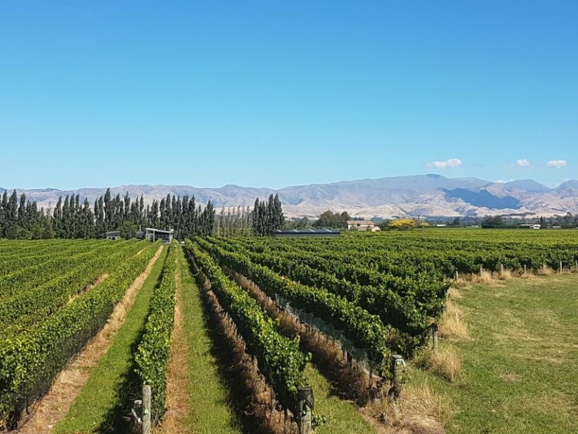 Marlborough: Half Guided and Half Self-Guided Bike Wine Tour - Frequently Asked Questions
