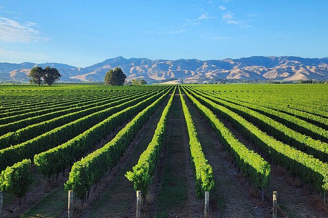 Marlborough Private Boutique Wine Tour - An Authentic Look at Marlborough’s Wine Scene