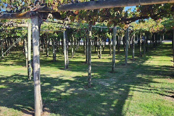 Marlborough Private Classic Wine Tour - FAQs