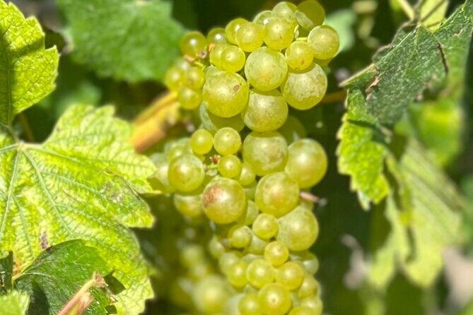 Marlborough Private Organic Wine Tour - Practical Details: What to Expect
