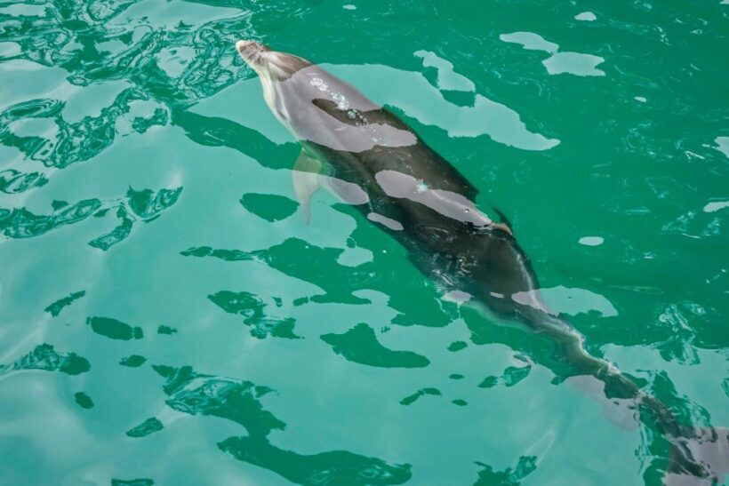 Marlborough Sounds and Ship Cove Cruise from Picton - A Deep Dive into the Experience