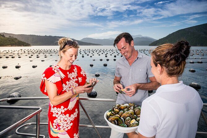 Marlborough Sounds Greenshell Mussel Tasting Cruise - The Experience: What You Can Expect
