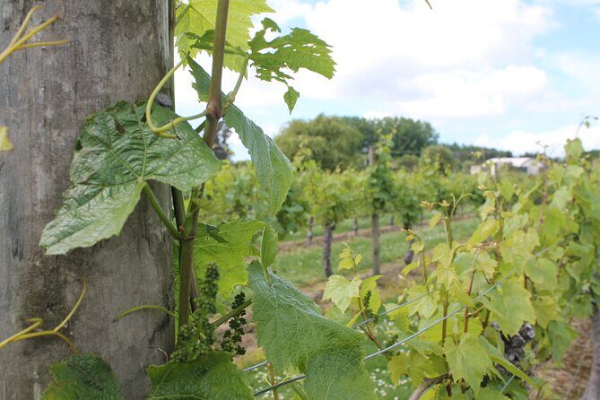 Marlborough Wine Tasting Tour. - Key Points