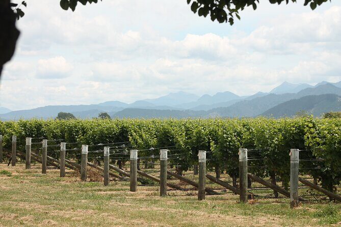 Marlborough Wine Tasting Tour. - Who Should Consider This Tour?