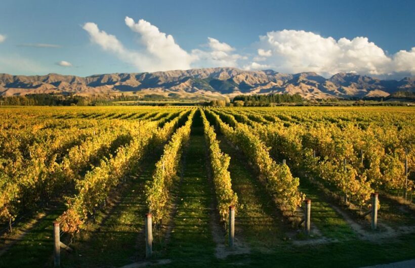 Marlborough: Wineries Visit and Tasting Session - Transportation and Group Size