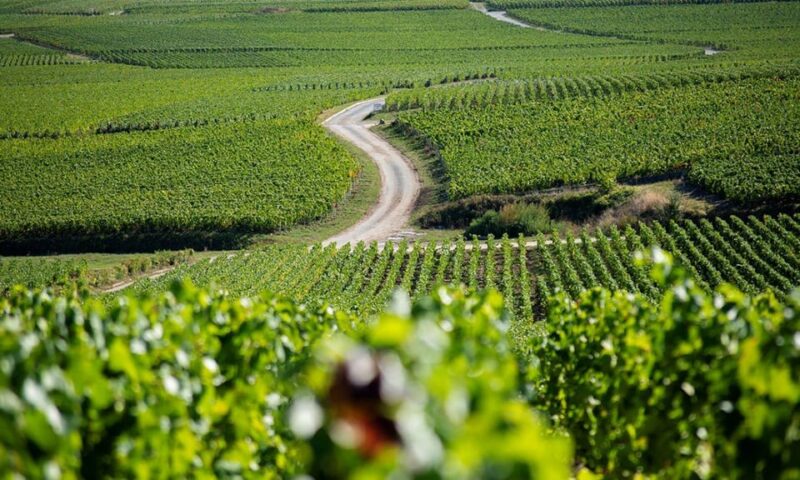 Marne: Champagne Region Private Day Tour with Lunch - Who Will Love This Tour?