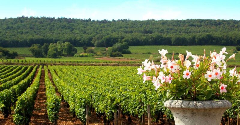 Marne: Champagne Region Private Day Tour with Lunch - Frequently Asked Questions
