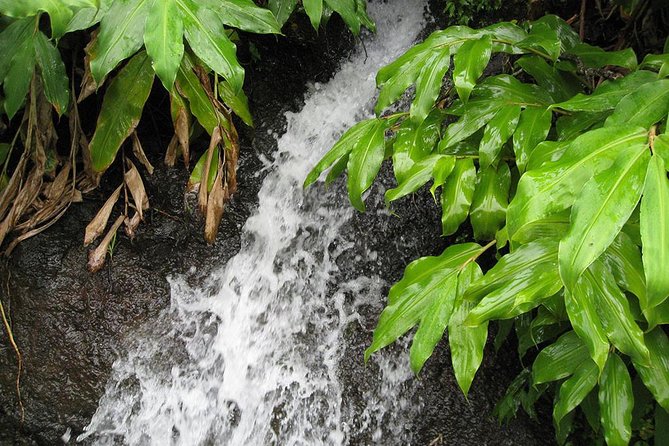 Maroços Mimosa Valley Levada Walk from Funchal - Authenticity and Local Flavor