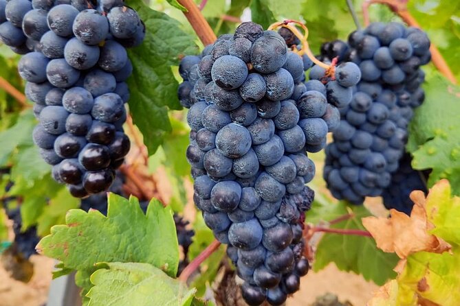 Marques De Riscal and Ysios Architecture Wine Tour W/Lunch, SS - Pricing, Cancellation Policies, and Payment Options