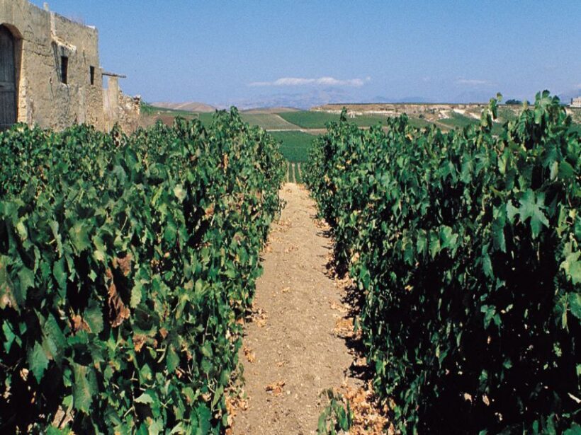 Marsala: Winery Tour with Wine Tasting and Local Products - Discover the Charm of Marsala: Winery Tour with Wine Tasting and Local Products