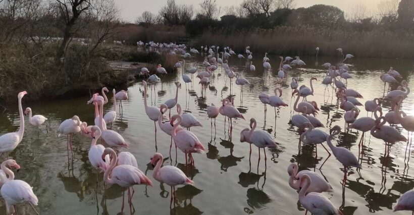 Marseille: The Camargue 8-Hour Guided Outing - Who Is This Tour Best For?