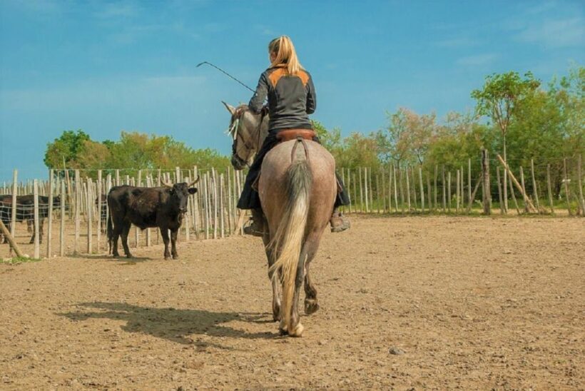 Marseille: The Camargue 8-Hour Guided Outing - FAQs