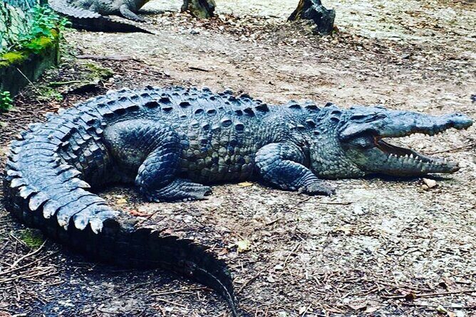 Martha Brae Rafting and City Tour from Falmouth Cruise Port - Practical Tips for Booking