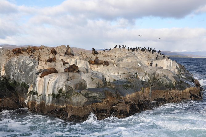 Martillo Island: Boat Trip to the Penguin Colony & Beagle Channel - Exploring the Penguin Colony