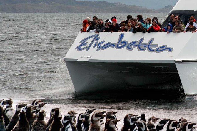 Martillo Island: Boat Trip to the Penguin Colony & Beagle Channel - Traveler Experiences and Considerations