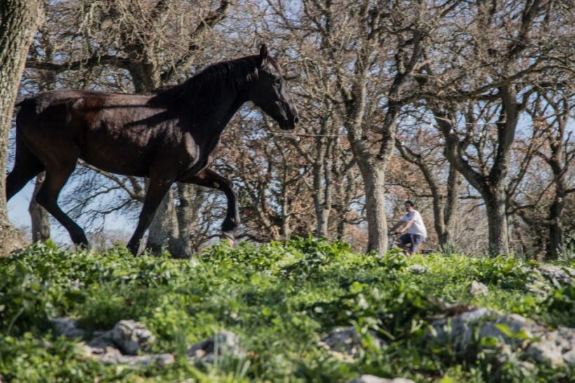 Martina Franca e-bike tour and visit to a breeding - Key Points