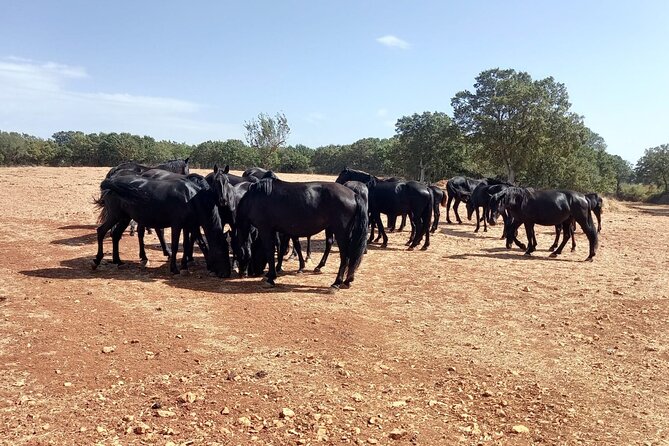 Martina Franca e-Bike tour . Visit a breeding and a dairy farm - Key Points