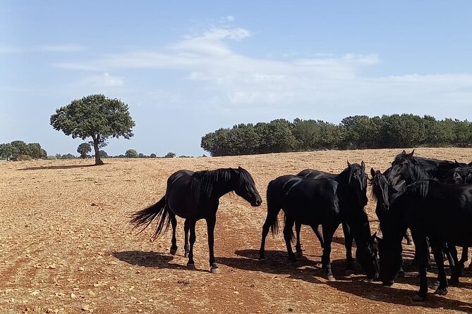 Martina Franca e-Bike tour . Visit a breeding and a dairy farm - What Travelers Are Saying
