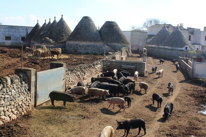 Martina Franca e-Bike tour . Visit a breeding and a dairy farm - FAQs