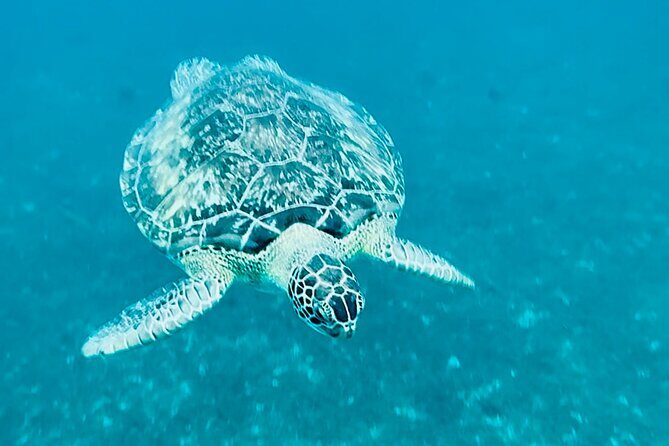 Martinique : Anse Coralienne & Tortues - Who Would Enjoy This Tour?