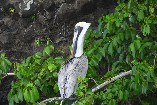 Martinique : Anse Coralienne & Tortues - FAQ