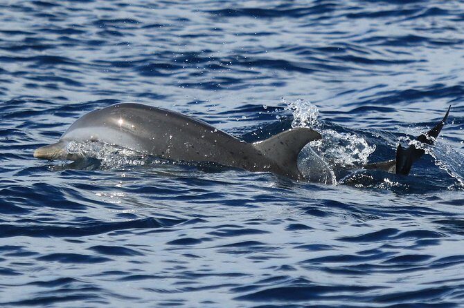 Martinique : Observation des dauphins et snorkeling - Setting Sail on Martiniques Coastline