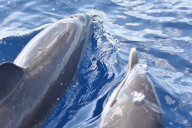 Martinique : Observation des dauphins et snorkeling - What the Reviews Say