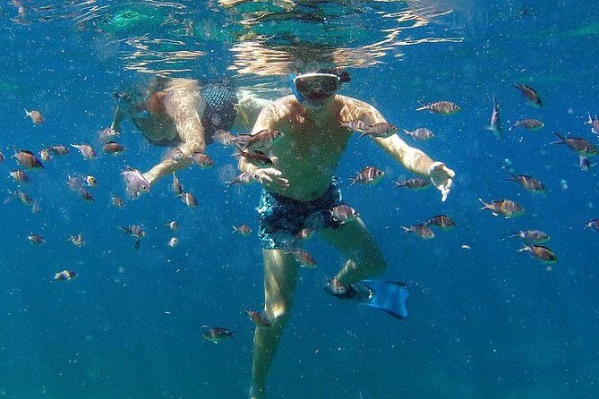 Martinique : Observation des dauphins et snorkeling - Practical Considerations