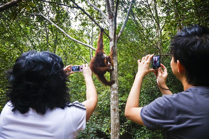 Marvellous Creature Orangutan : Sarawak Semenggoh Wildlife Centre Tour - An In-Depth Look at the Tour Experience