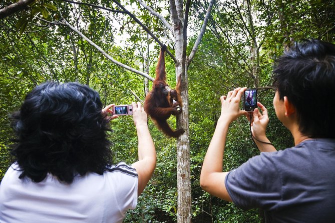 Marvellous Creature Orangutan : Sarawak Semenggoh Wildlife Centre Tour - Who Will Get the Most from This Tour?