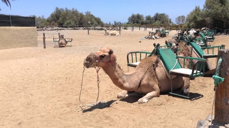 Maspalomas: 2-Seater E-Scooter Dunes Tour with Camel - Key Points