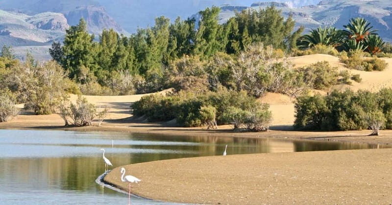 Maspalomas: E-Bike Sightseeing Sunset Tour or Morning Tour - Key Points