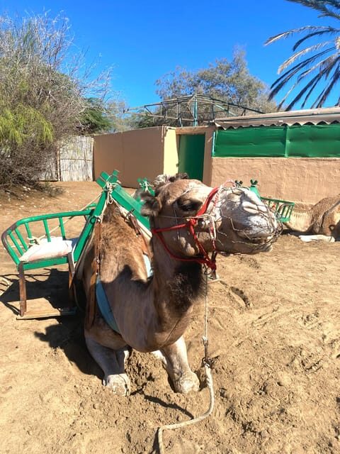 Maspalomas: Guided Camel Ride in the Maspalomas Sand Dunes - The Value for Money