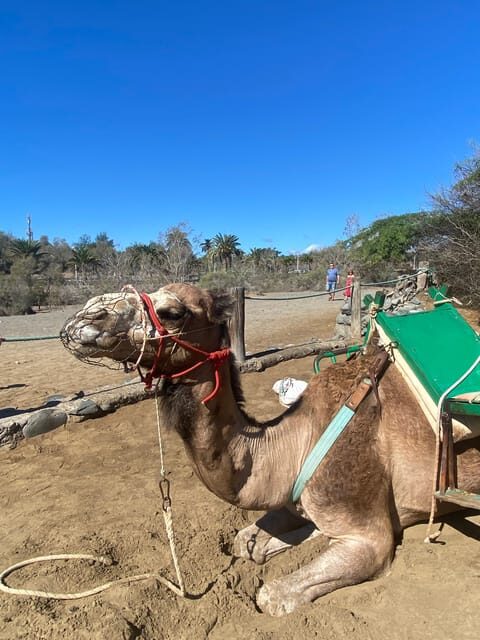 Maspalomas: Guided Camel Ride in the Maspalomas Sand Dunes - Who Will Love This Tour?