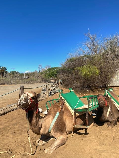 Maspalomas: Guided Camel Ride in the Maspalomas Sand Dunes - Authenticity and Animal Welfare