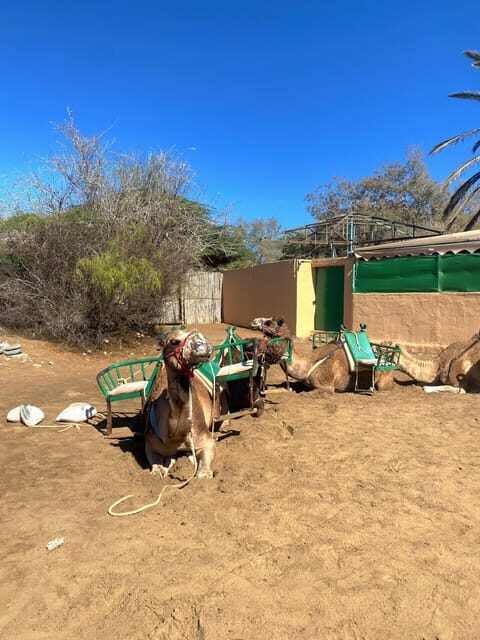 Maspalomas: Guided Camel Ride in the Maspalomas Sand Dunes - Practical Tips for Your Camel Ride
