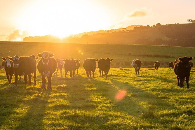 Matakana Riverside Market, Beaches and Winery Tour from Auckland - Final Thoughts: Is This Tour Right for You?