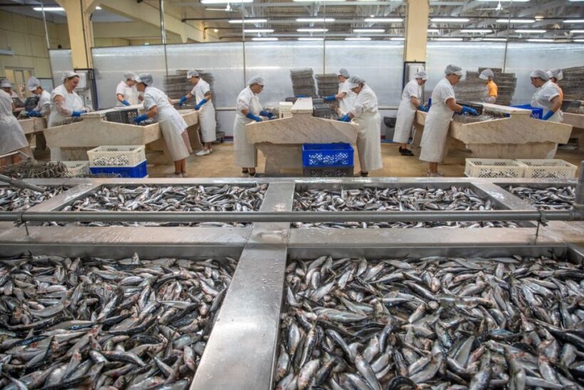 Matosinhos: Conservas Pinhais Factory Tour - Who Should Consider This Tour?