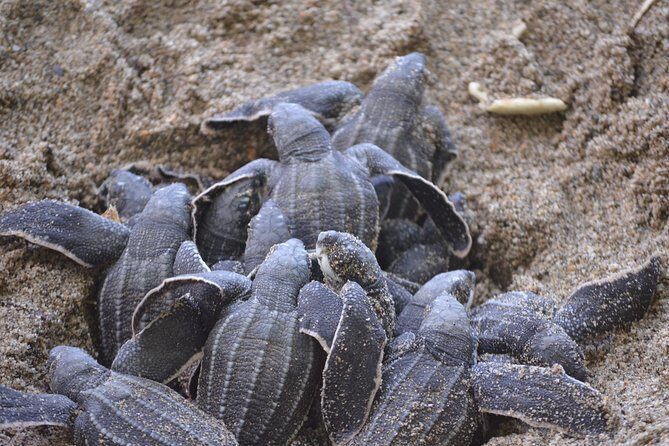 Matura Beach Turtle-Watching Experience - The Practicalities: What You Need to Know